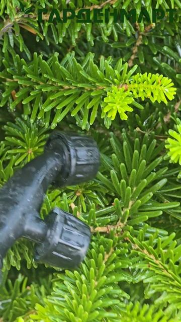 Секреты эффективной обработки хвойных