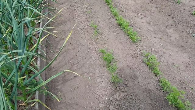 2025апрель,май,июнь,с.Шокино.mp4