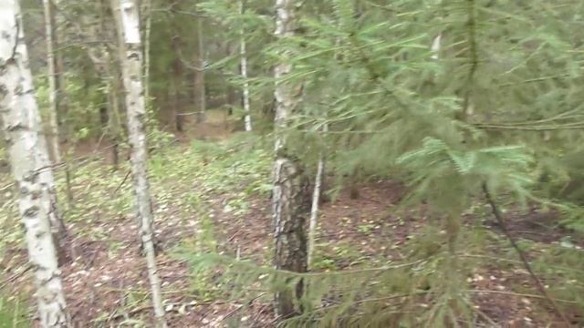 Поехали в тайгу проверить есть нет грибы.