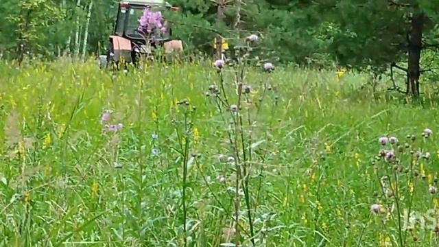 Тихая охота. Зеленое царство