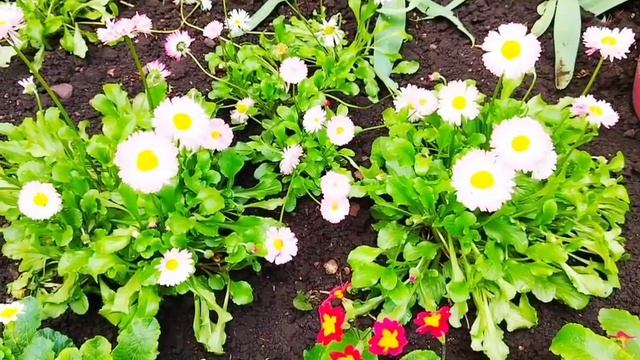 Многолетние маргаритки.