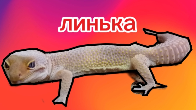 Линька эублефара