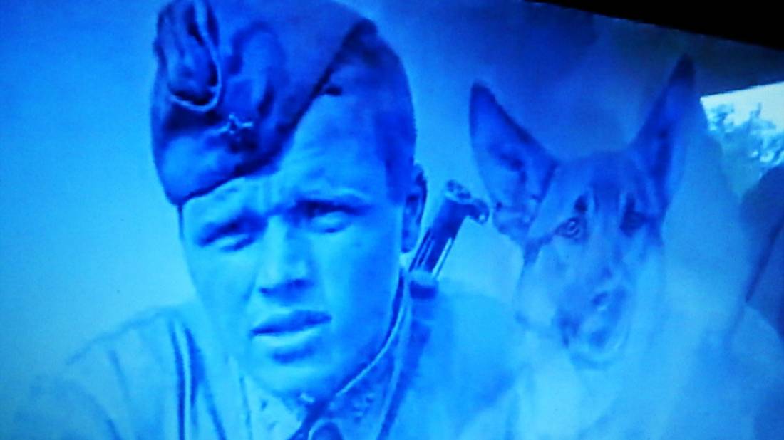 Так был ли Джульбарс на Параде Победы? Севастопольская версия