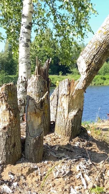 Бобры-разрушители природы. Мои наблюдения