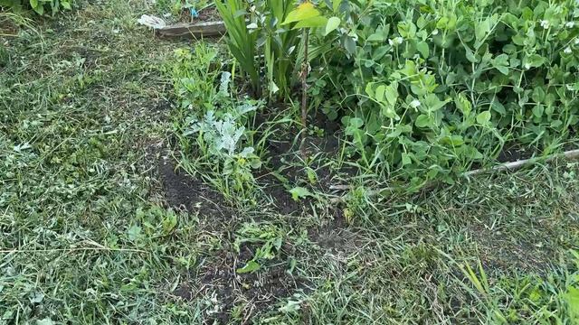 Из города в деревню и обратно) 02.07.2025