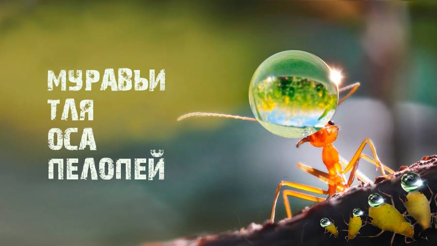 Как муравьи пасут тлю. Оса Пелопей.