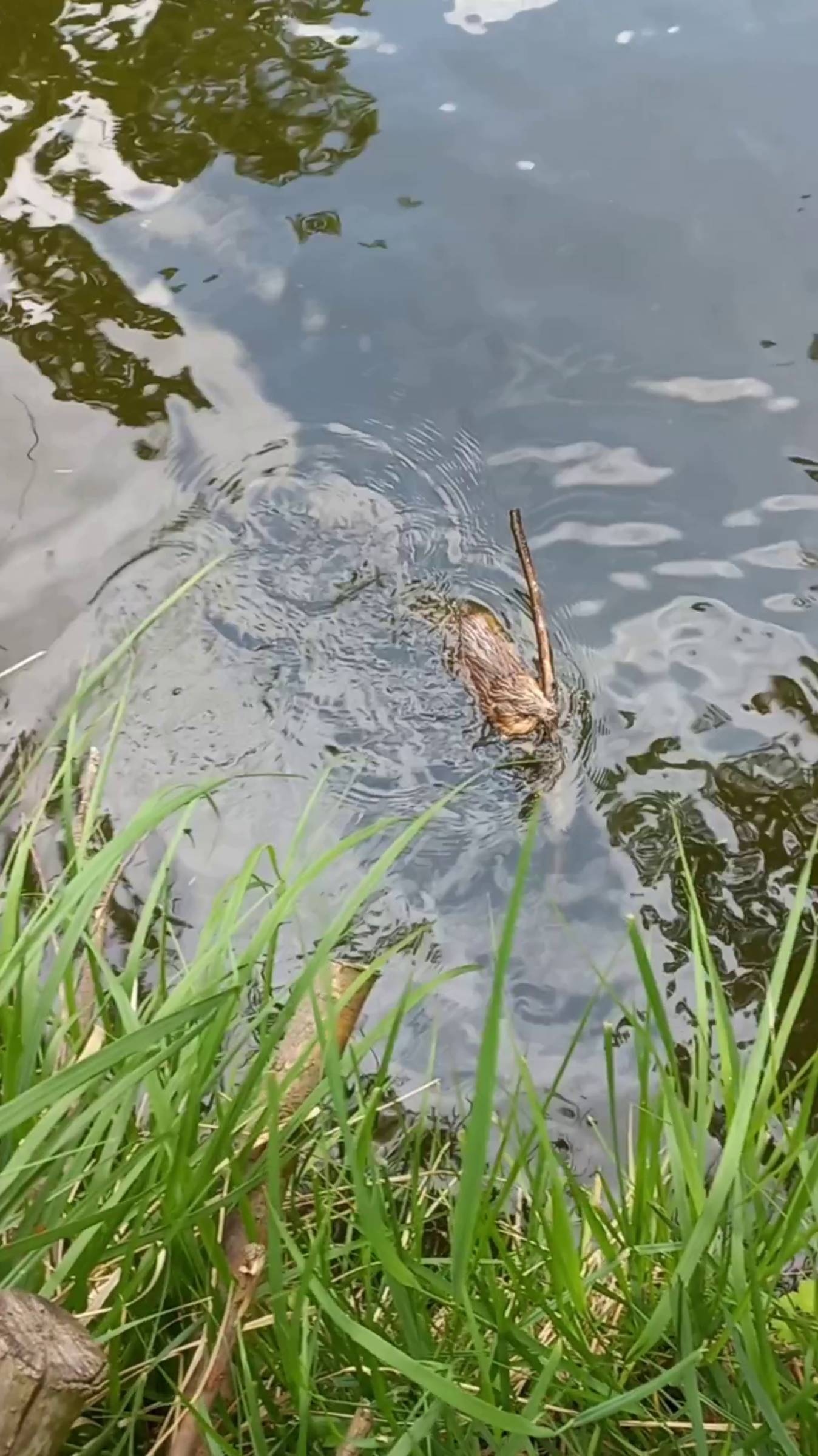 Ондатра в дикой природе носит еду в свою хатку. Пушистик) Близкая съемка #STR