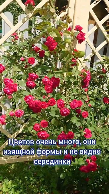 Обзор на плетистую розу ПАУЛЬ СКАРЛЕТ / Paul's Scarlet  в Подмосковье! 🌹 #дача #цветы #shortvideo