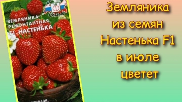 Земляника из семян в июле..