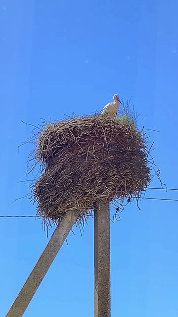 Удивительный мир. Мои наблюдения