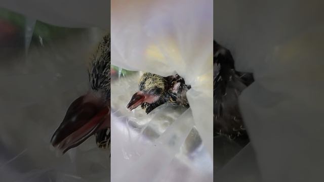 У птенца опухла и покраснела шея,  задыхается?