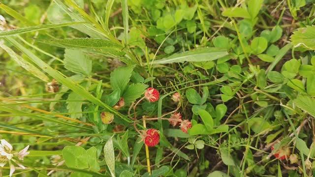 Мгновения лета. Клубника. Лучшее лакомство. Море витаминов. Июль 2025