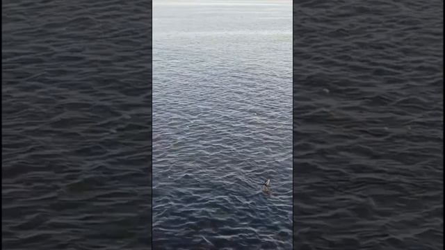 Закат на Волге (Саратов)