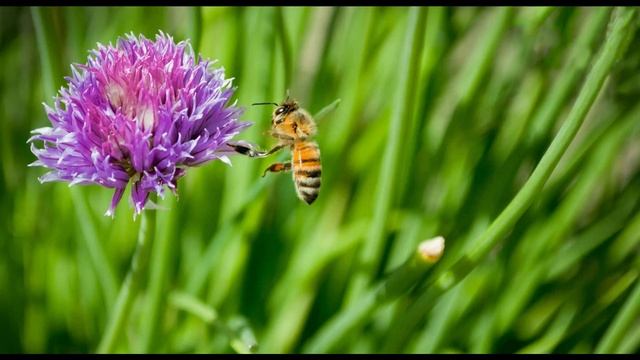 Исса Кобаяси - Избранные хокку
