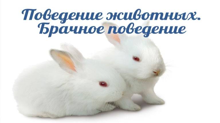 Брачное поведение животных # 2.7. Половые стратегии у человека