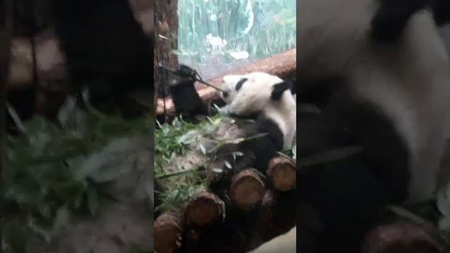 Панда Катюша первая панда родившаяся в Московском зоопарке#shorts