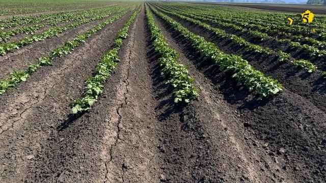 Картофельный тур | Агрофирма «УЧУМСКАЯ» — технологии и овощеводство в Красноярском крае