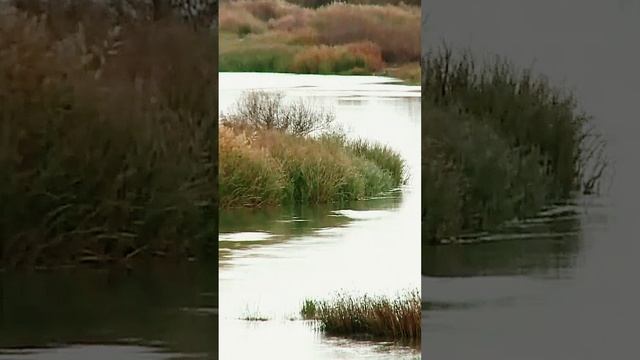 Сказки БРИКС про ВИЭ, Иран