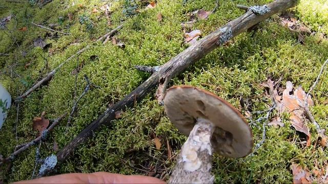 Первые грибы 2025 год. Лужский район. 2 июля. Грибница просыпается.