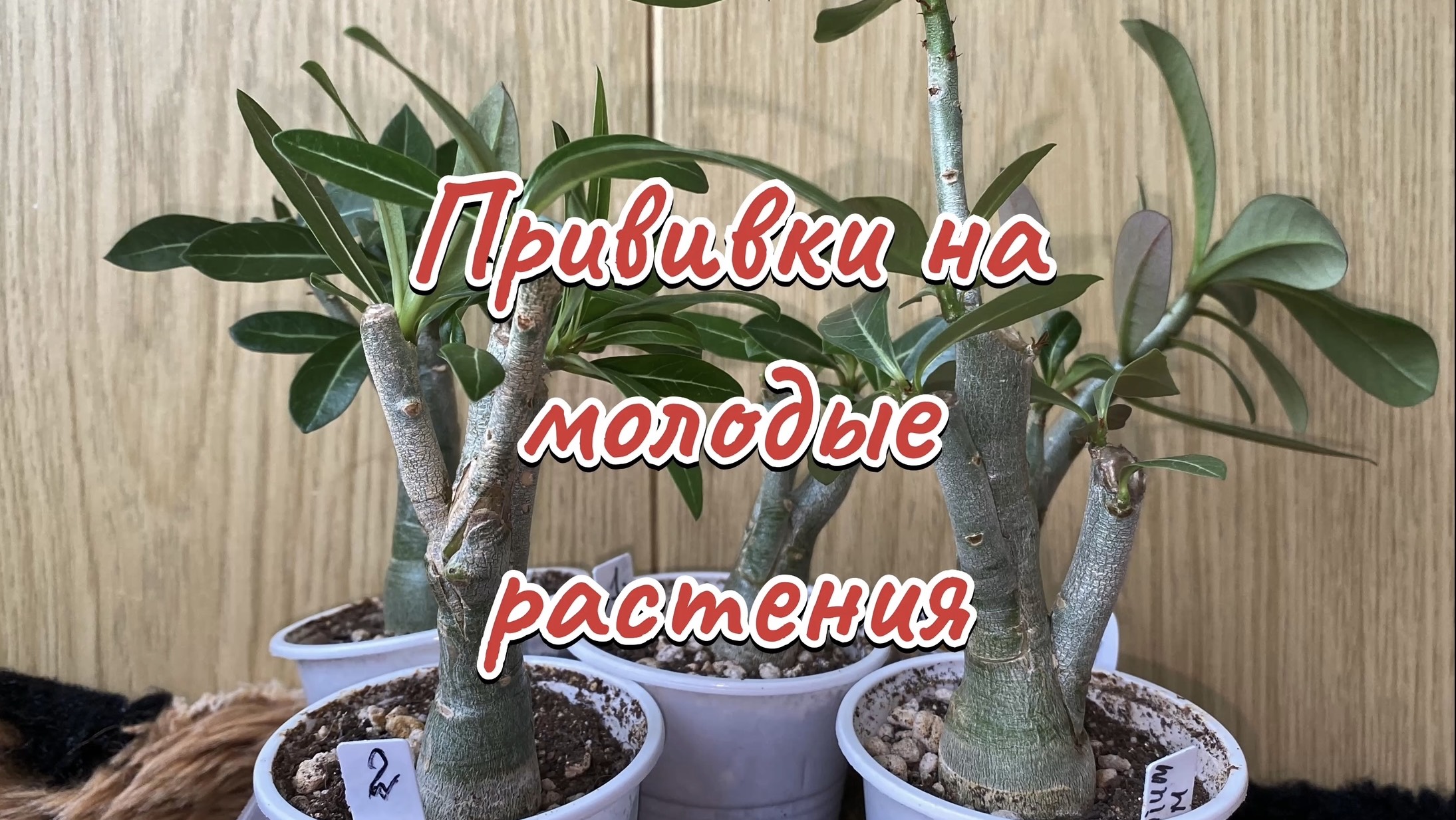 Снимаю повязки с прививок на молодые адениумы. Почему я это сделала? 3 июня 2025 г.