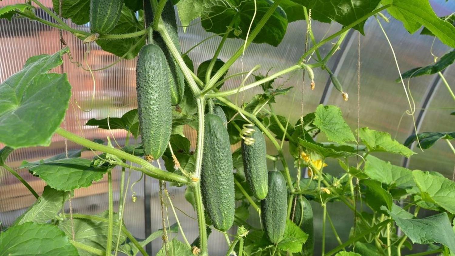 Чем обработать огурцы от вредителей во время плодоношения.