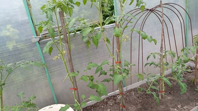 Одела шапочки на капусту/привела в порядок огурцы/досеяла зелень/влог