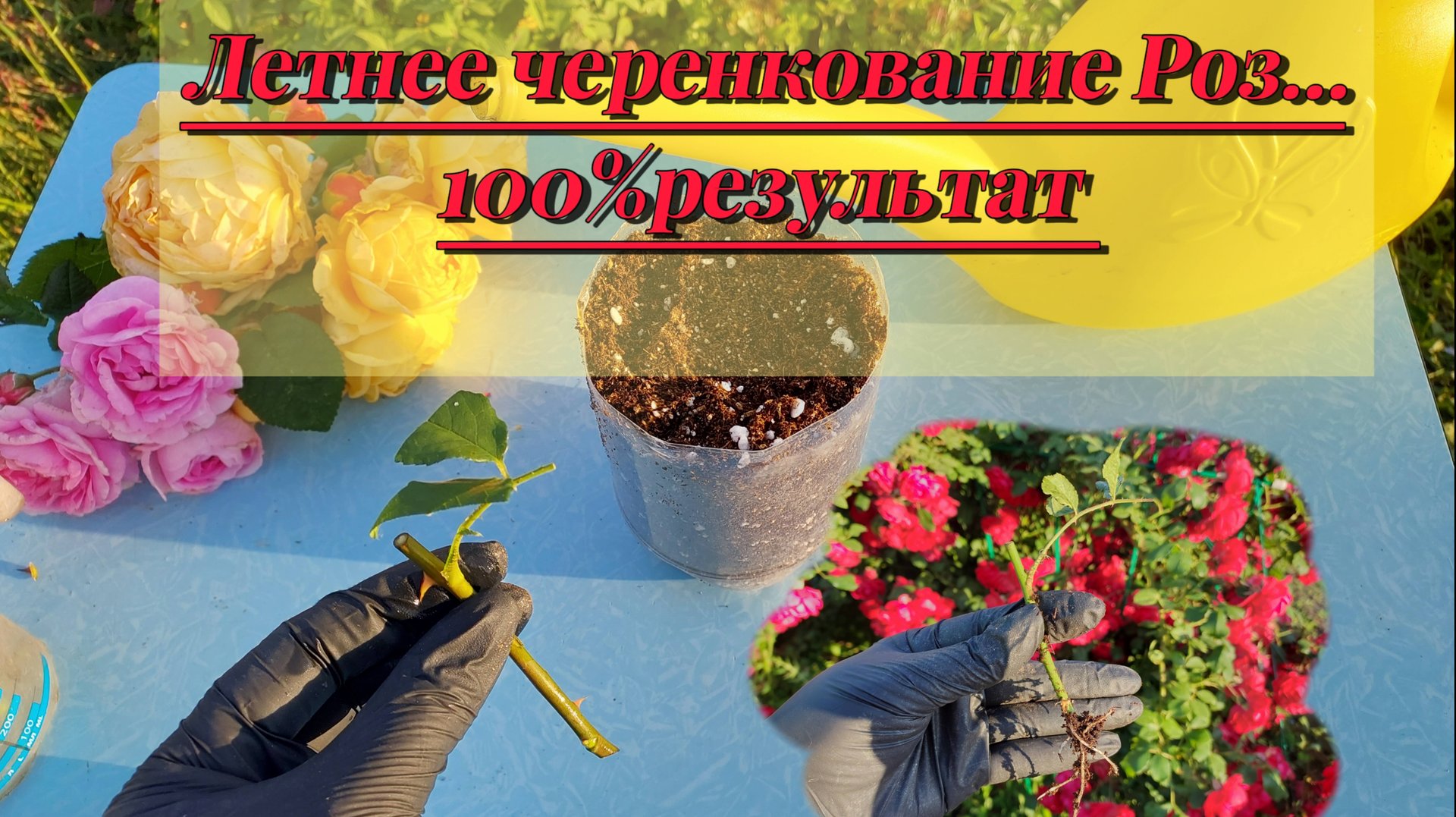 Летнее Черенкование Роз...Очень подробное Видео 🌹Получится даже у новичков..Результат 100%