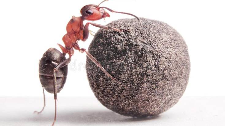 Муравей-труженик 工人蚂蚁