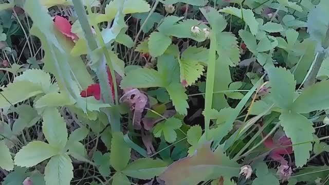 Муравейник на поле. Низкое разрешение 필드에 개미집입니다. 낮은 해상도