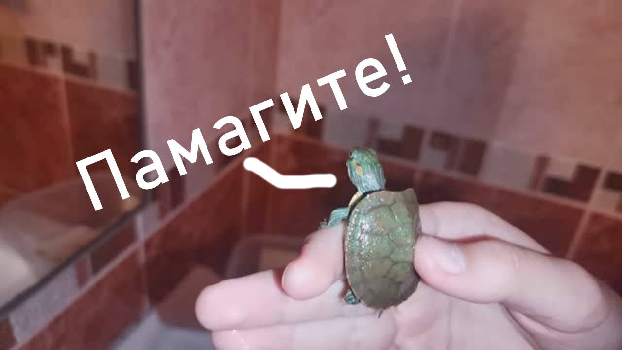 Красноухая черепаха, меняем воду 🐢 Манго