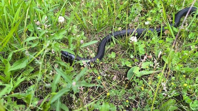 1000070828 Змея.mp4