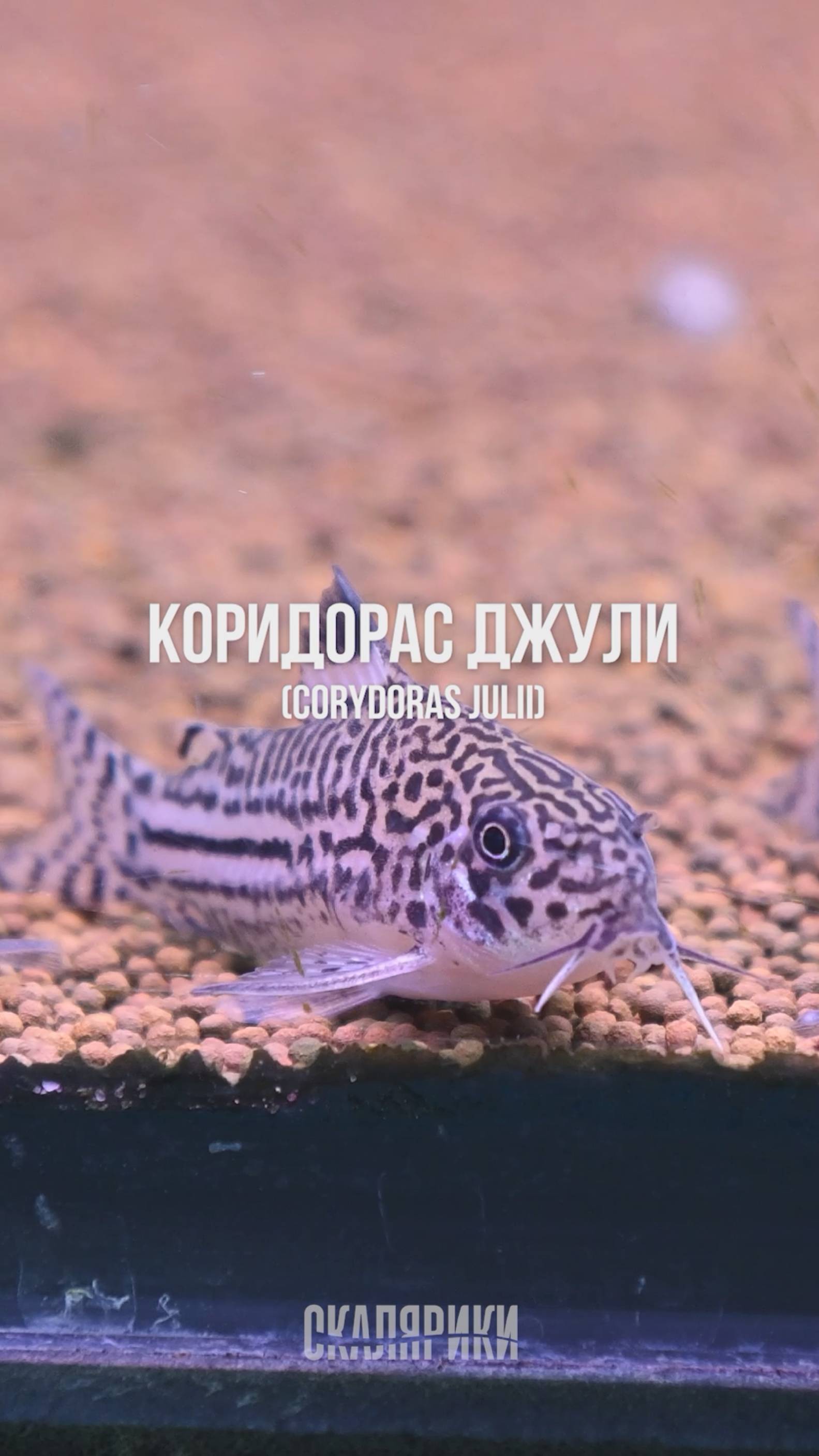 Коридорас Джули