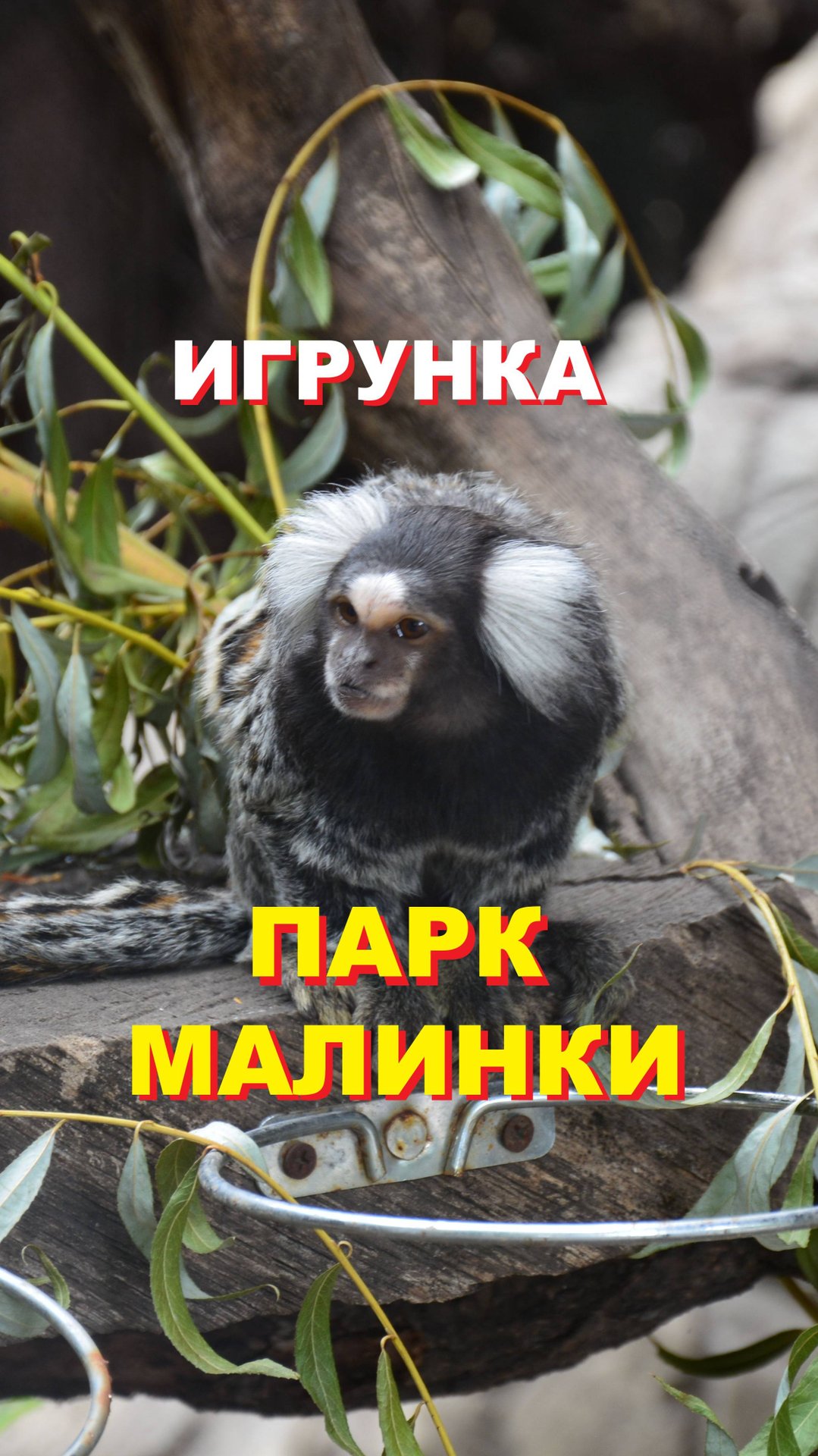 Забавная игрунка - крошечная обезьянка в парке Малинки