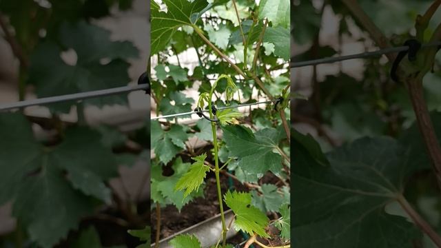 Прививкам винограда больше месяца