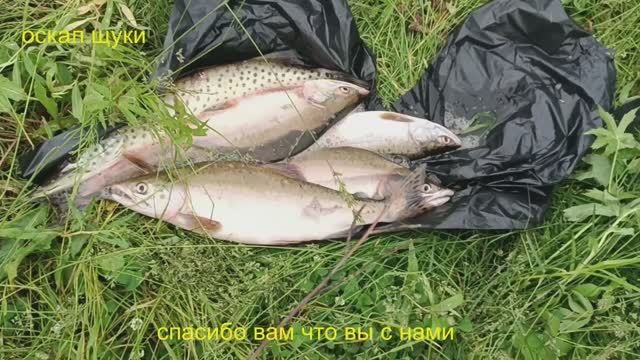 Со спиннингом по таёжным речкам. Рыбалка на горбушу.