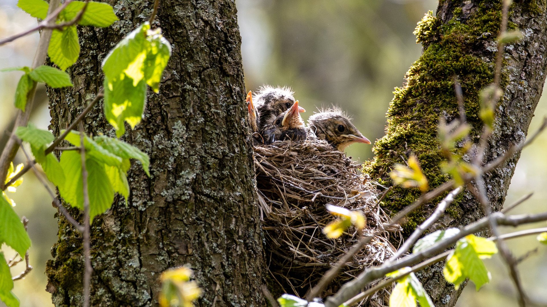 Птенцы дрозда-рябинника