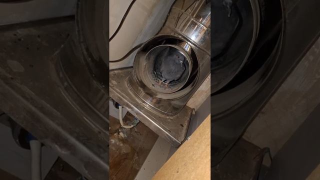 Живу на Юге - голубь в вентиляции