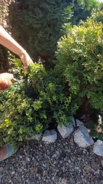 Навожу порядок в клумбе.