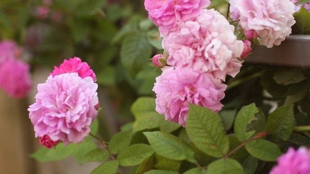 Фототур Грузия 2019 - фотосъемка в Тбилиси