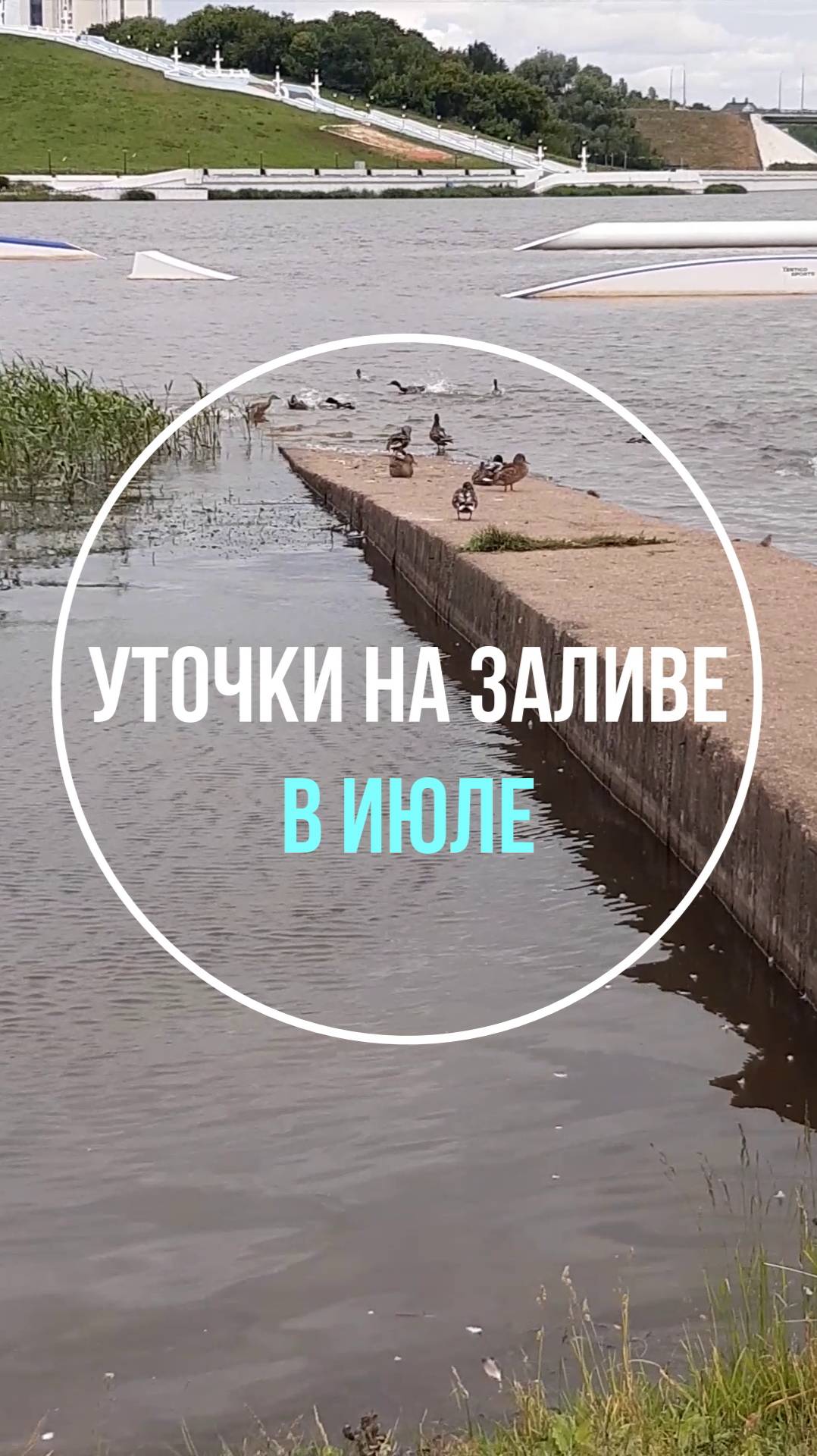 Уточки на заливе🦆