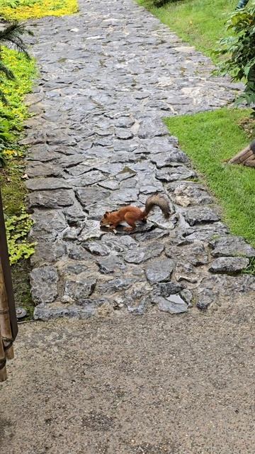 Белочка в парке Галицкого