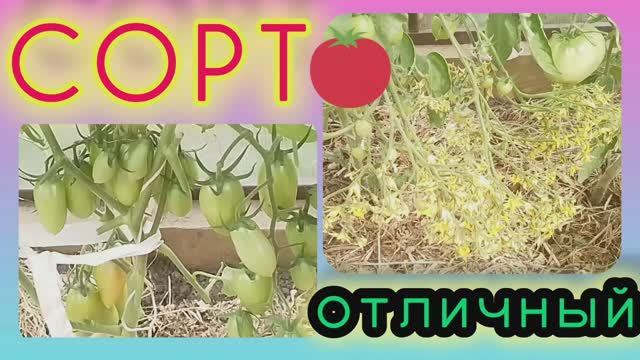 Лучшие томаты в моей теплице! 🍅