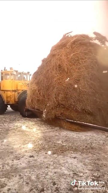Кировец везет сено на волокушах