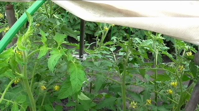 Регулирую высоту дуг над грядками