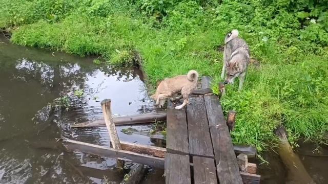 Дар и Вьюга на реке