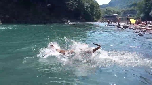 Выжла ныряет#выжла