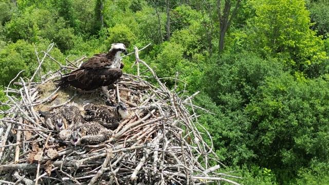 Жарким Лентим Днём в Гнезде Скопы