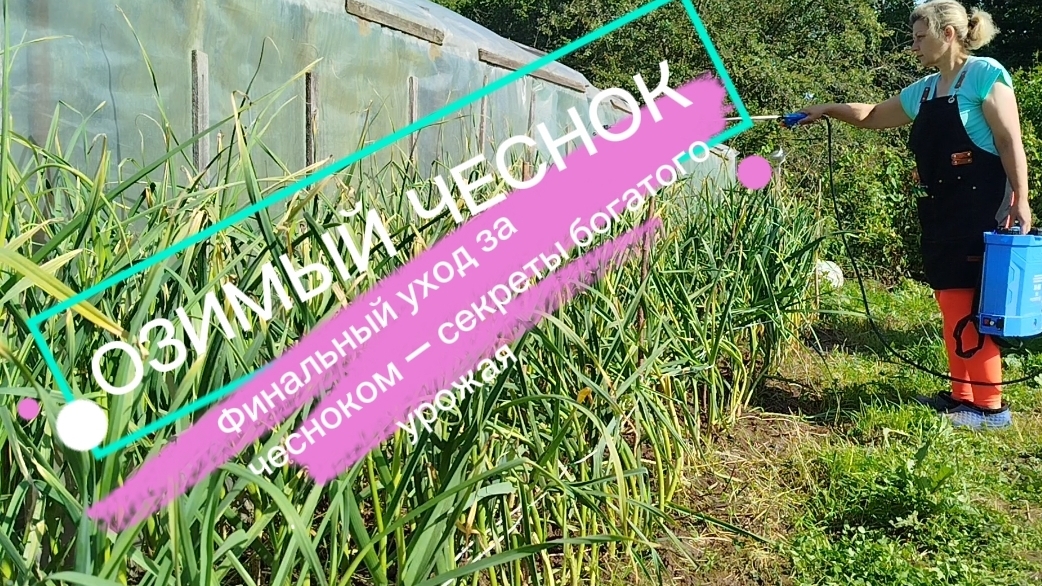 Финальный уход за озимым чесноком – секреты богатого урожая!