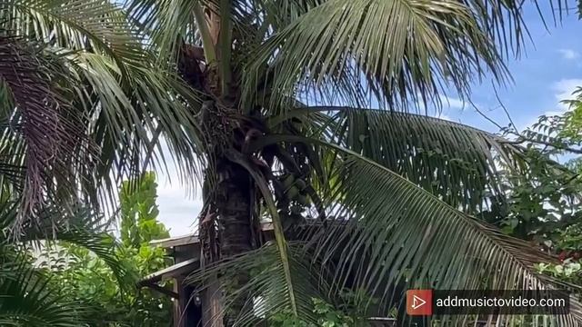 Я здесь живу. Кокосовый орех из Бразилии