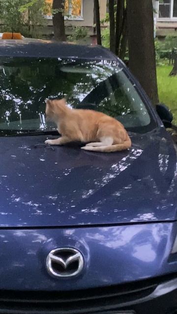 Машина - это грелка для котика